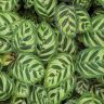 Peacock Plant: Easy Care and Propagation | Sprouts and Stems