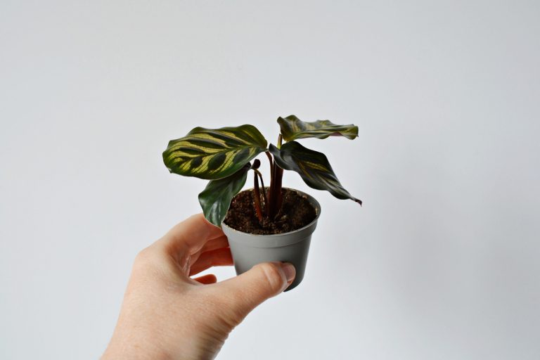 Peacock Plant Easy Care And Propagation Sprouts And Stems