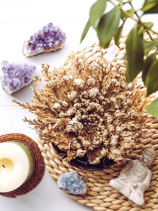 How to Resurrect Your Resurrection Plant! - Sprouts and Stems