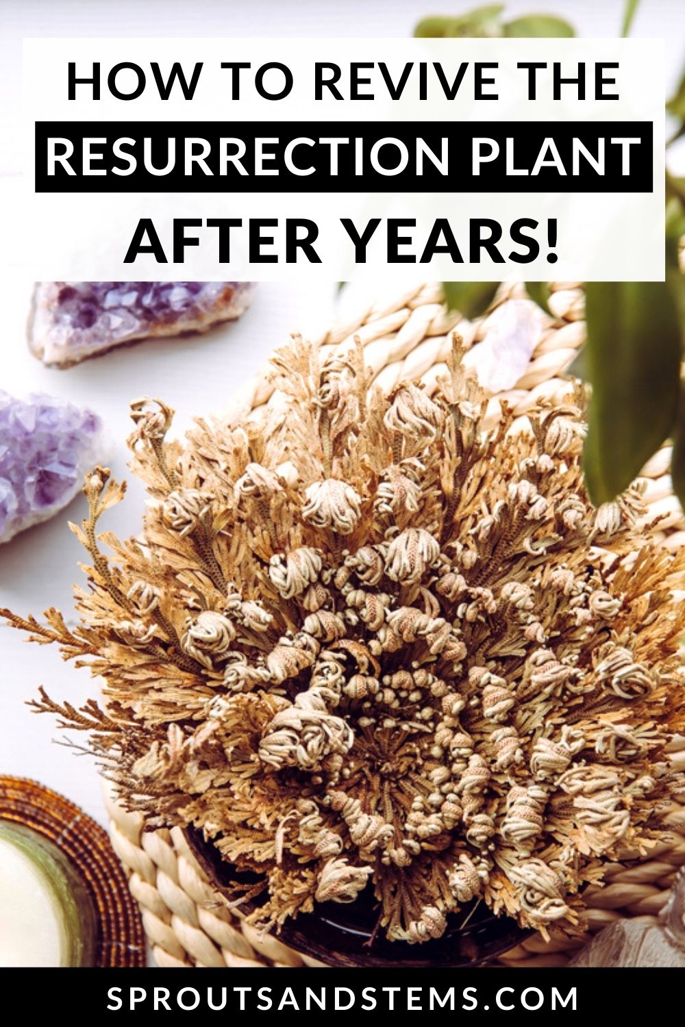 Resurrection Plant: True or False Rose of Jericho? | Sprouts and Stems