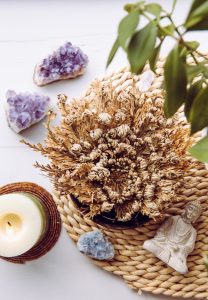 Resurrection Plant: True or False Rose of Jericho? | Sprouts and Stems