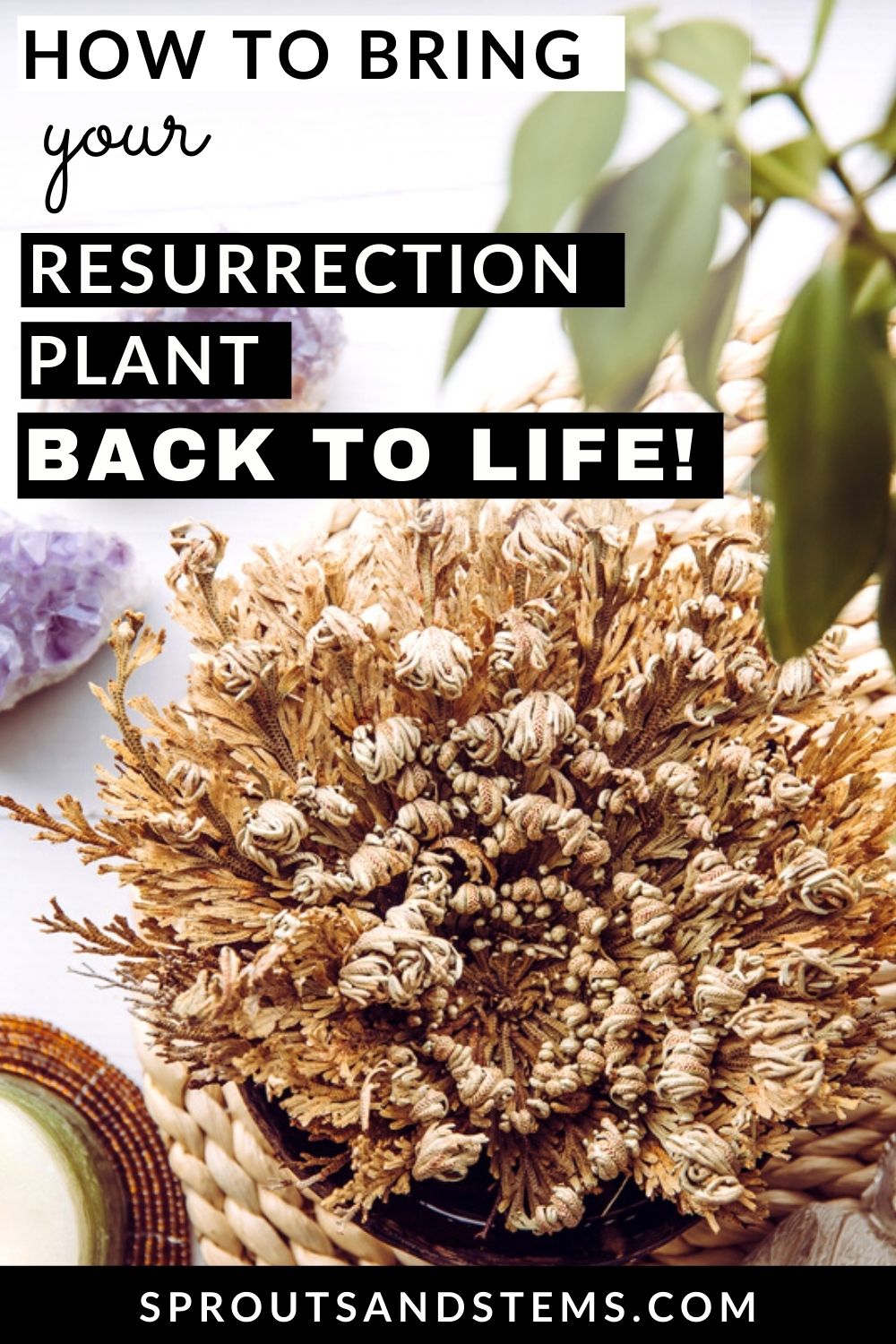 Resurrection Plant: True or False Rose of Jericho? | Sprouts and Stems