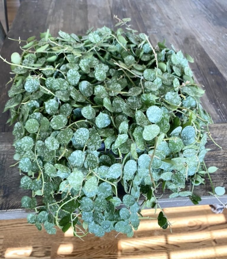 How to Make the Hoya Curtisii Thrive! | Sprouts and Stems