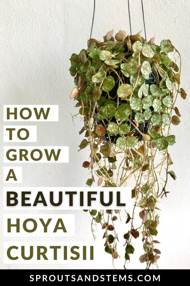 How to Make the Hoya Curtisii Thrive! | Sprouts and Stems