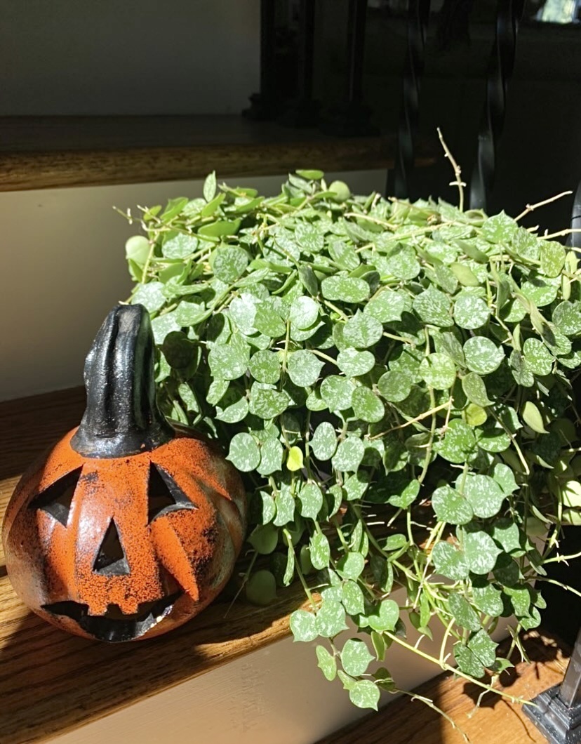 How to Make the Hoya Curtisii Thrive! | Sprouts and Stems