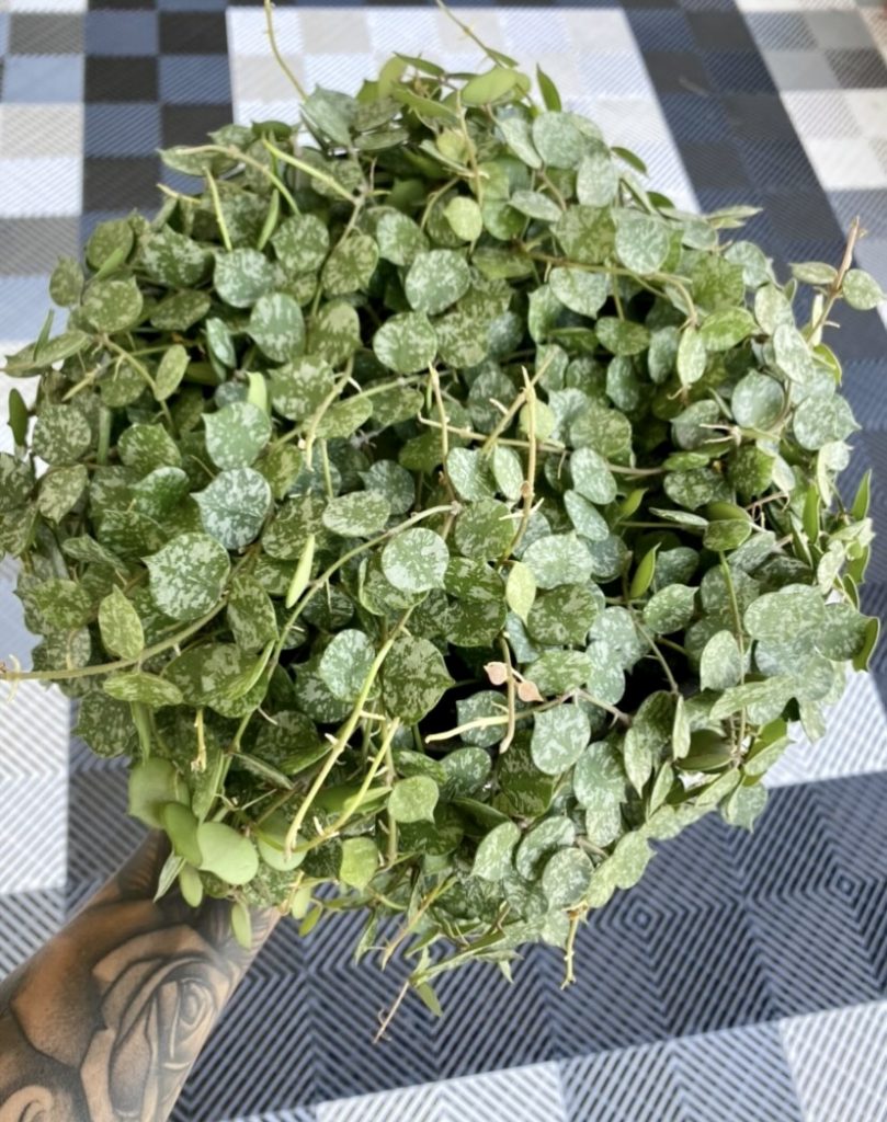 How to Make the Hoya Curtisii Thrive! | Sprouts and Stems