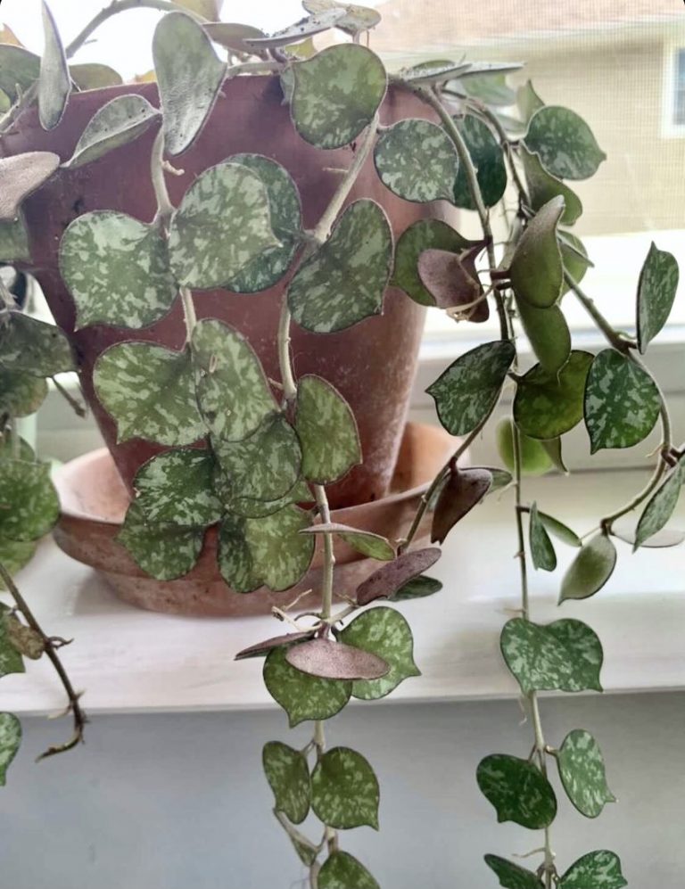 How to Make the Hoya Curtisii Thrive! | Sprouts and Stems