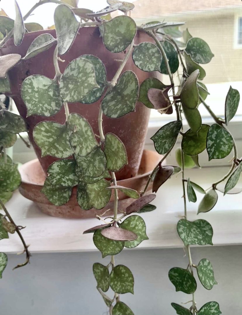 How to Make the Hoya Curtisii Thrive! | Sprouts and Stems