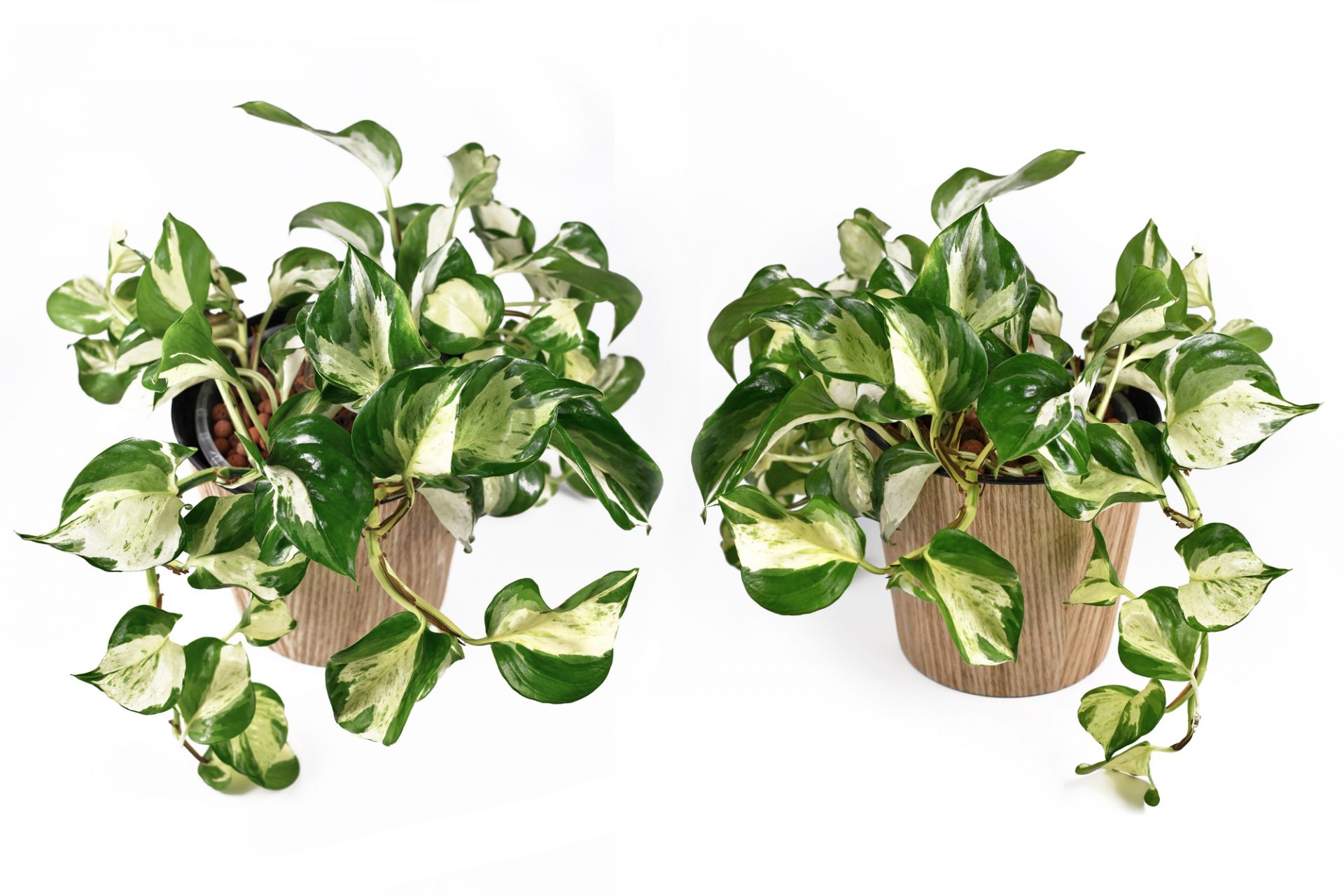 Manjula Pothos: A Must-Have Care and Propagation Guide!