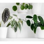 Monstera Peru: Your MUST-HAVE Care and Propagation Guide!