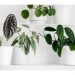 Monstera Peru: Your MUST-HAVE Care and Propagation Guide!