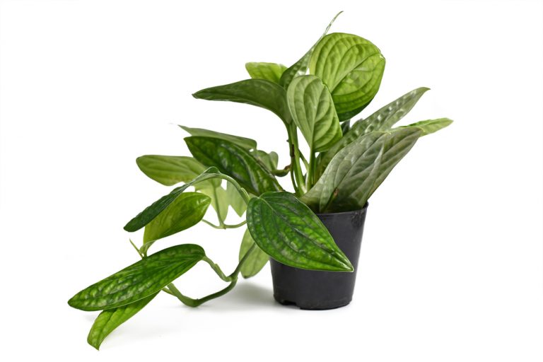 Monstera Peru: Your MUST-HAVE Care and Propagation Guide!