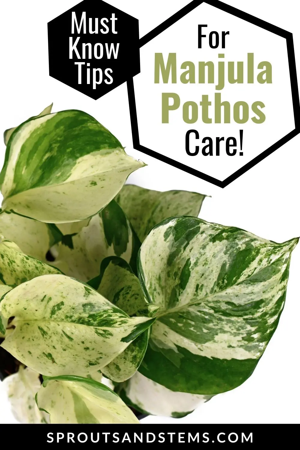 Manjula Pothos: A Must-Have Care and Propagation Guide!