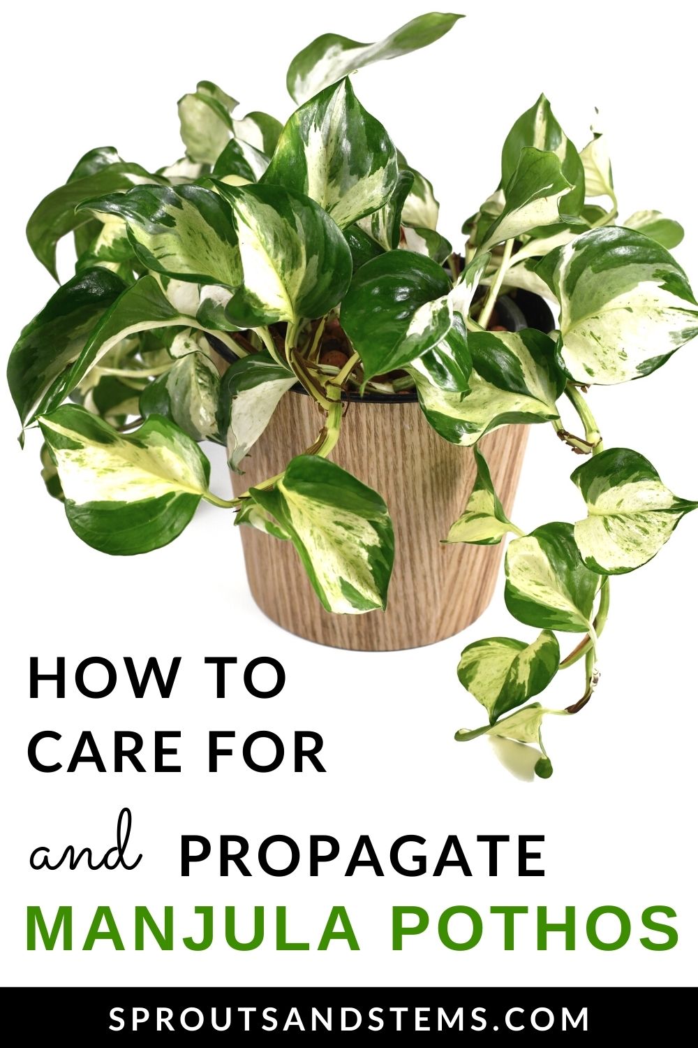 Manjula Pothos: A Must-Have Care and Propagation Guide!