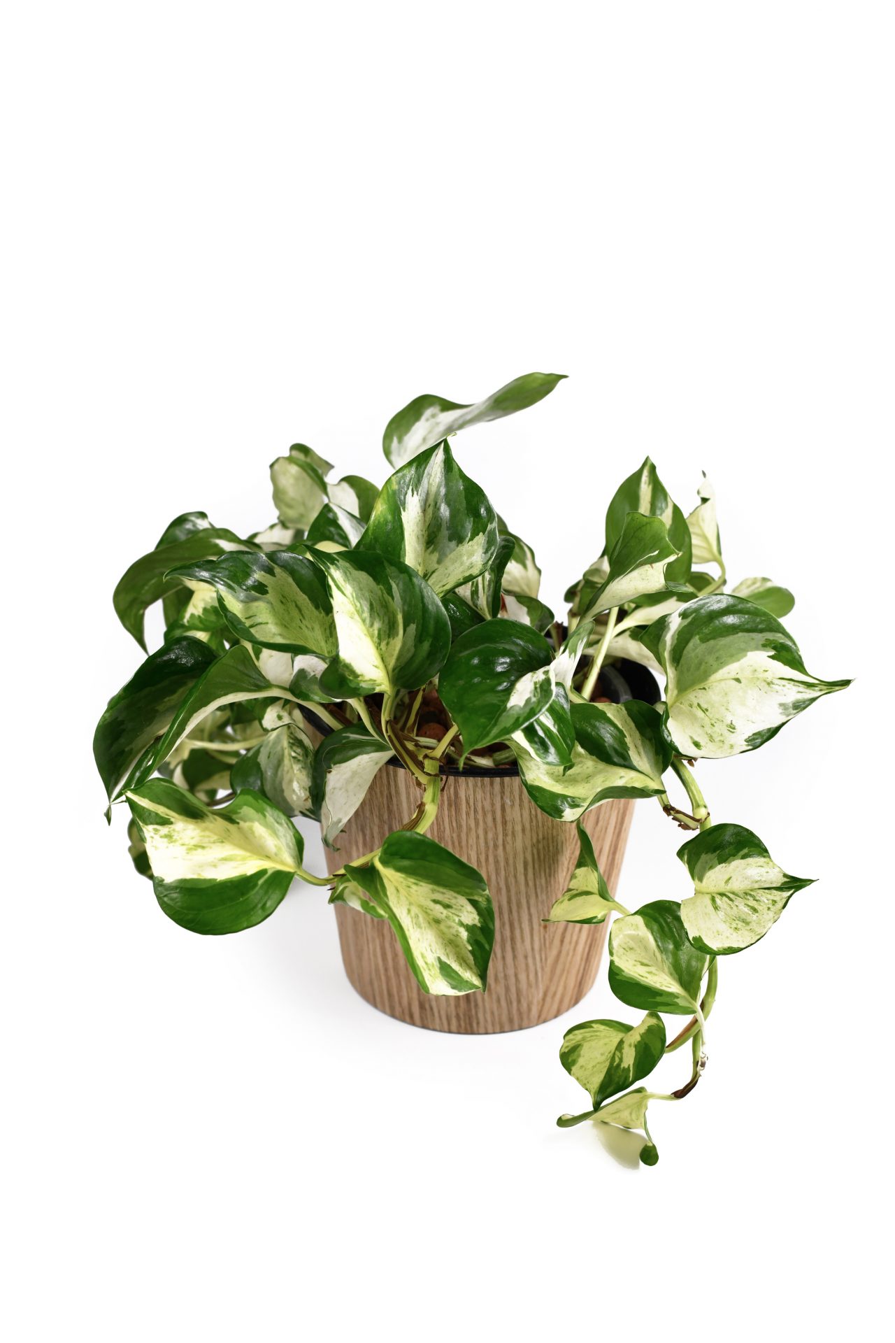 Manjula Pothos: A Must-Have Care and Propagation Guide!