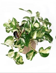 Manjula Pothos: A Must-Have Care and Propagation Guide!