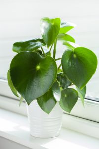 Peperomia Raindrop: The Care and Propagation Guide You NEED!