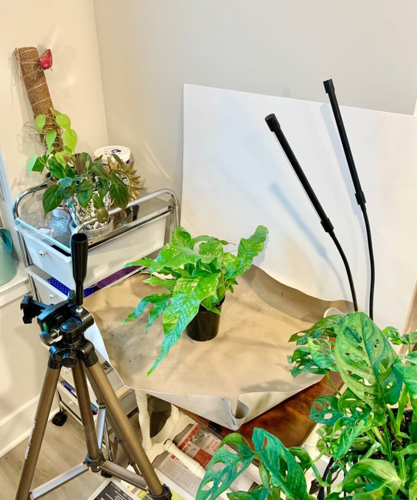 Make a Kokedama in 4 Easy Steps (With Video Tutorial!)