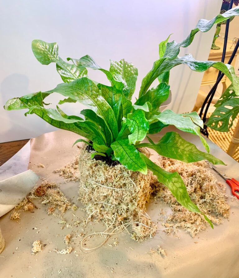 Make a Kokedama in 4 Easy Steps (With Video Tutorial!)