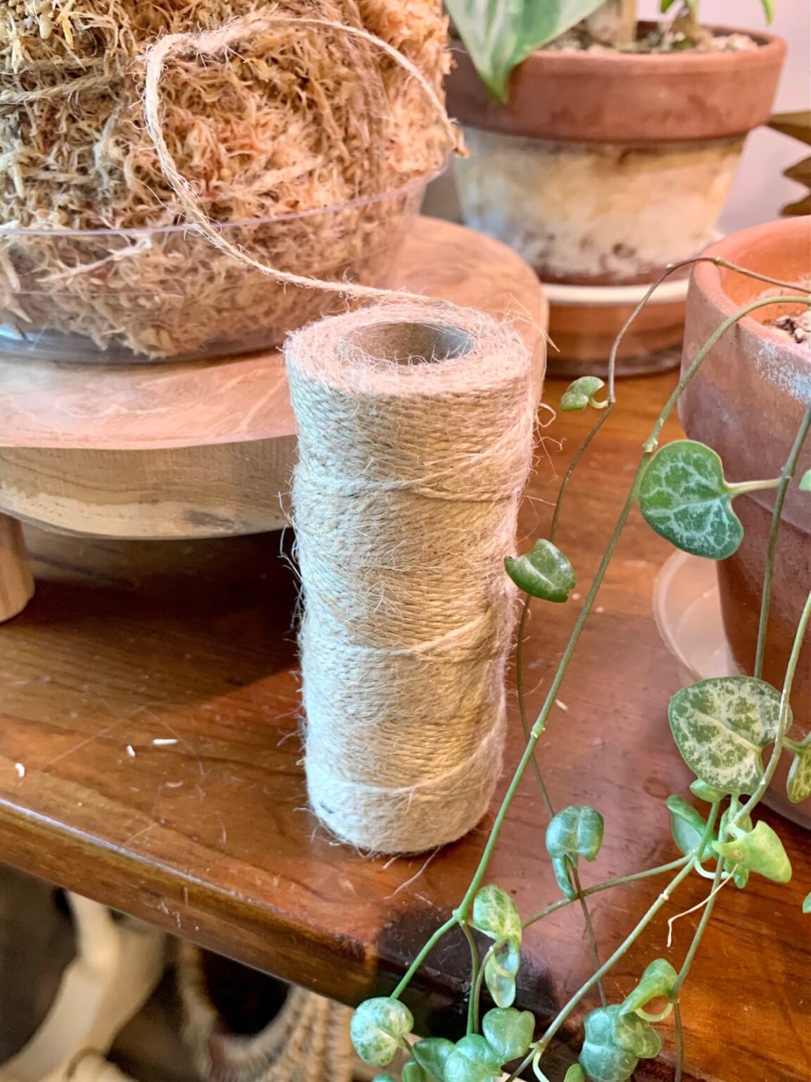 Make a Kokedama in 4 Easy Steps (With Video Tutorial!)