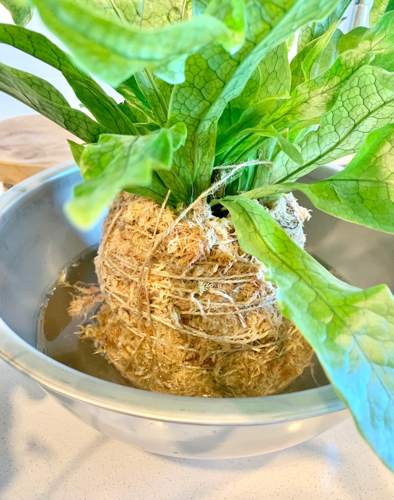 Make a Kokedama in 4 Easy Steps (With Video Tutorial!)