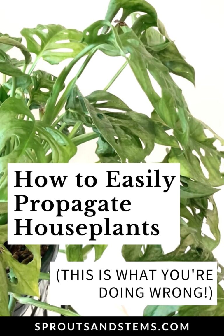 How to Propagate Plants: This Is What You're Doing Wrong! (With Video ...
