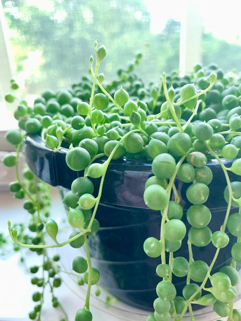 String of Pearls Care and Propagation | Sprouts and Stems