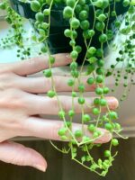 String of Pearls Care and Propagation | Sprouts and Stems