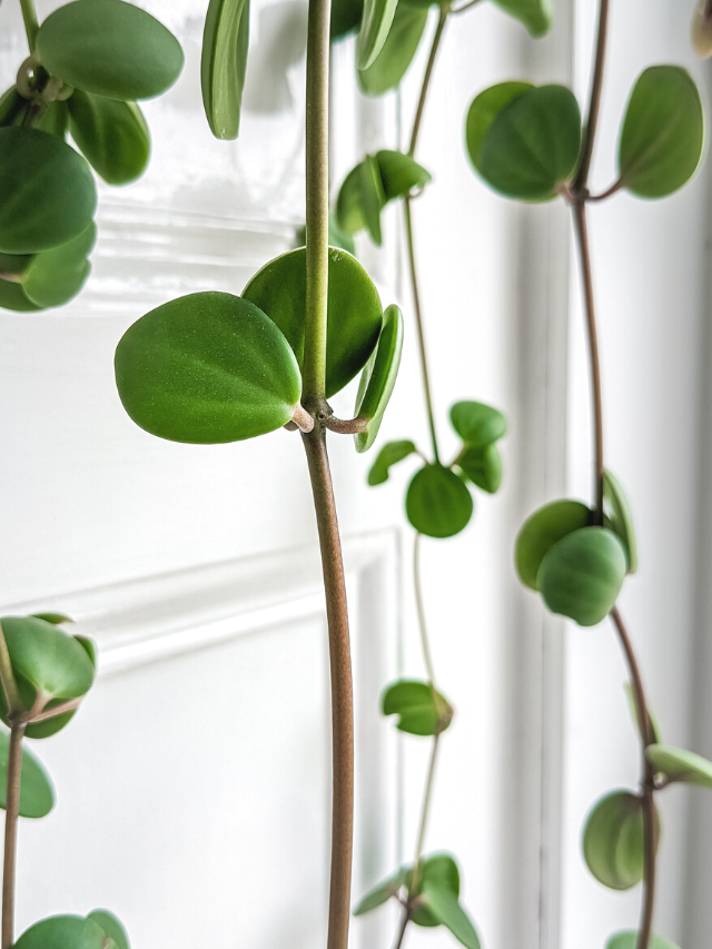 How to Propagate Peperomia Hope | Sprouts and Stems