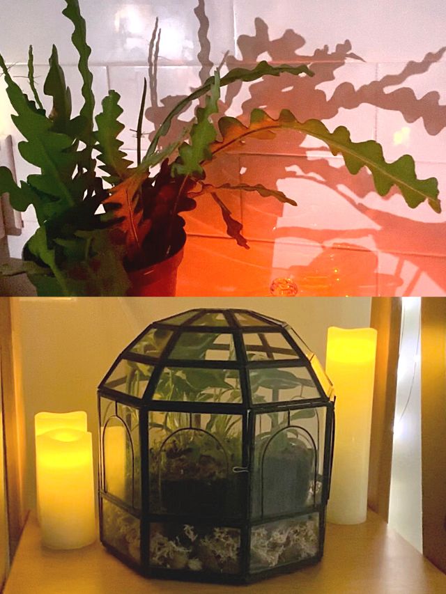 5 Spooky Plants for Halloween That You Won't Kill! | Sprouts and Stems