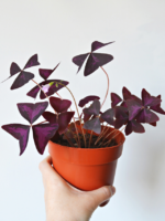 Oxalis Triangularis Propagation: 2 Easy Ways! | Sprouts and Stems