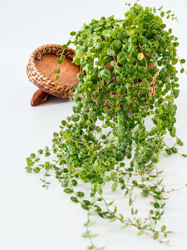 How to Propagate String of Turtles | 3 Easy Steps! | Sprouts and Stems