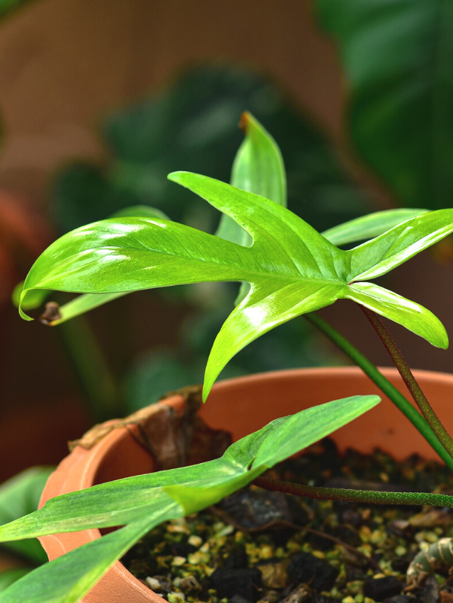 Philodendron Florida Ghost: 3 Easy Tips to Make It THRIVE! | Sprouts ...