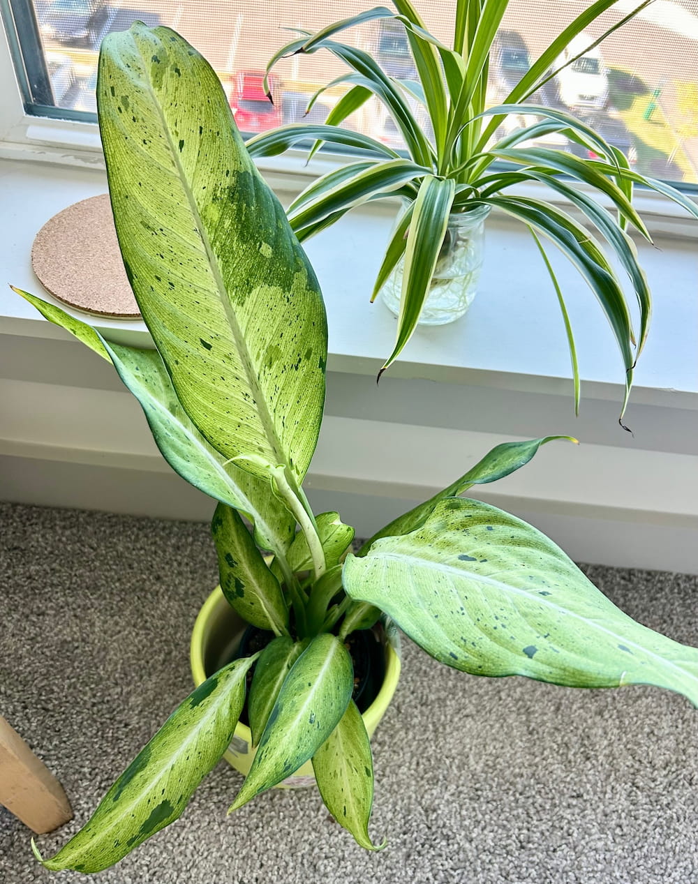 Dieffenbachia (Dumb Cane) Care and Propagation | Sprouts and Stems