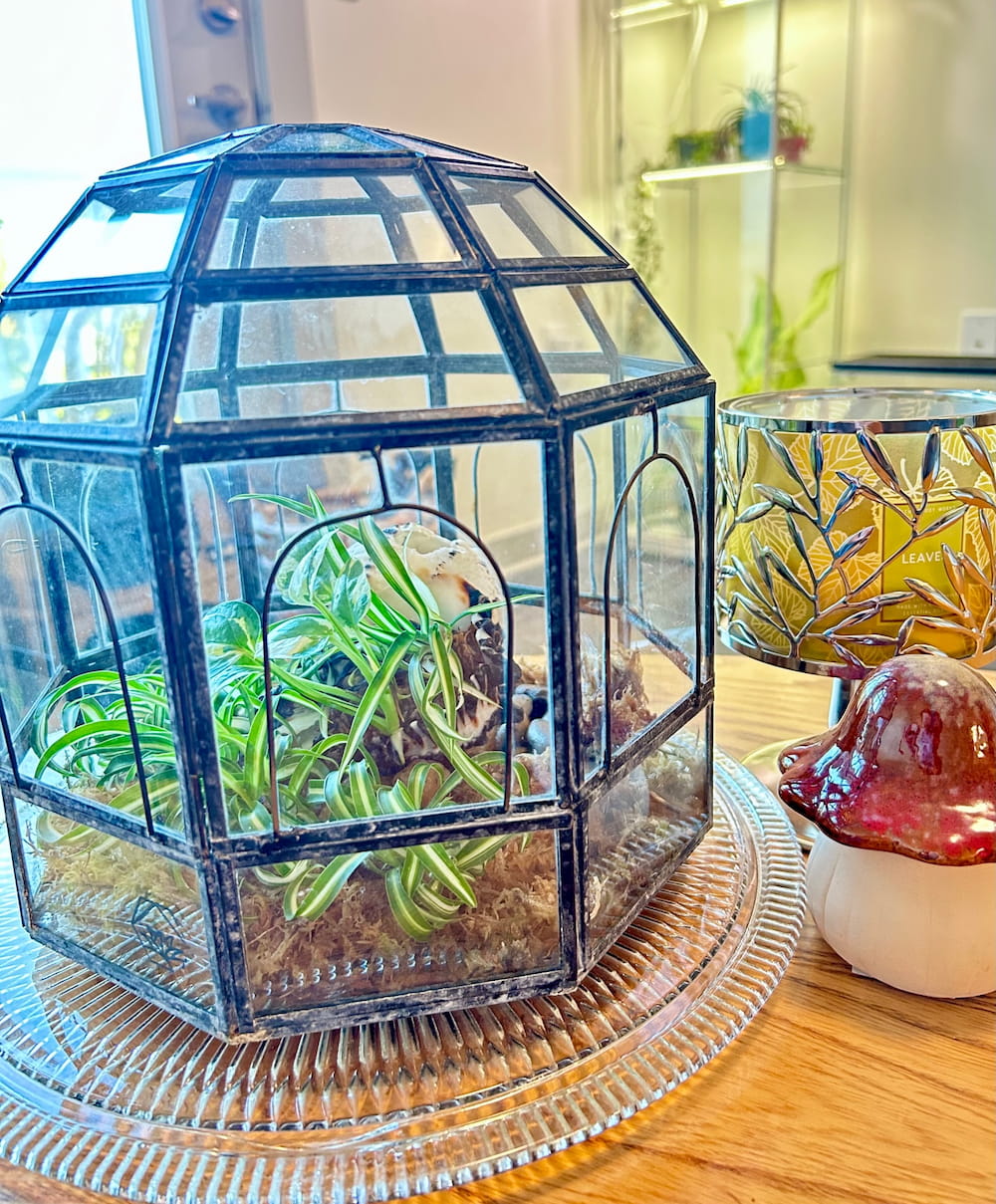 Fall 2023 houseplant tour with video | See the latest plant updates ...