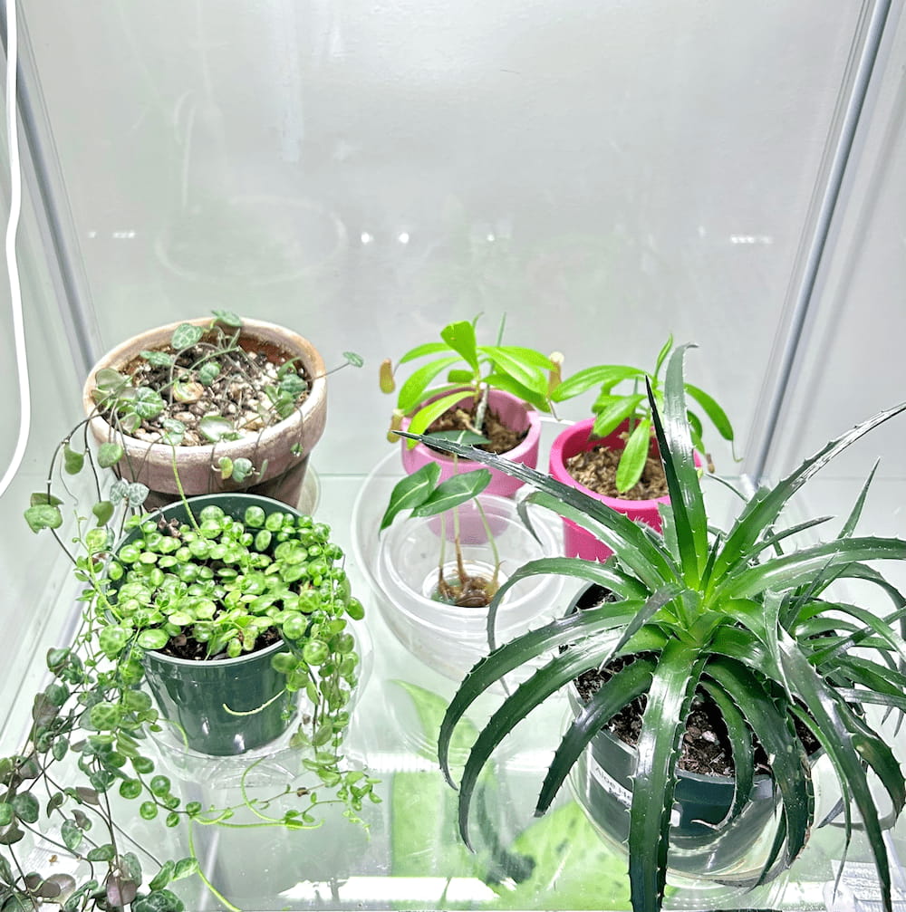 Fall 2023 houseplant tour with video | See the latest plant updates ...