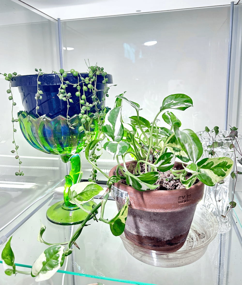 Fall 2023 houseplant tour with video | See the latest plant updates ...