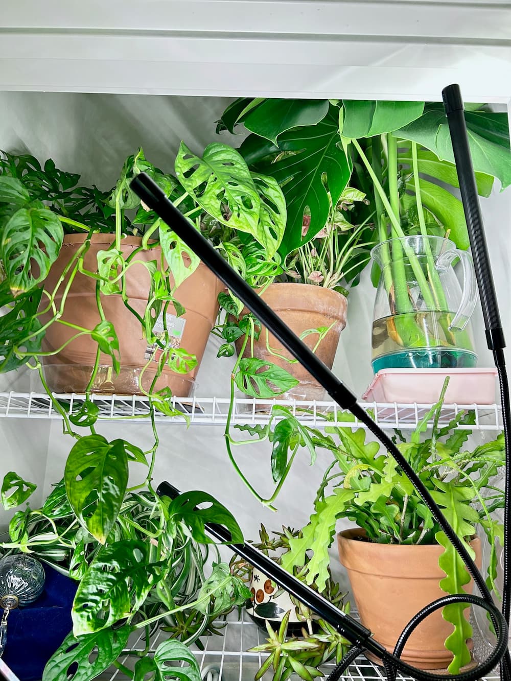How Do You Care for Monstera Deliciosa Indoors? (With Video!) | Sprouts ...