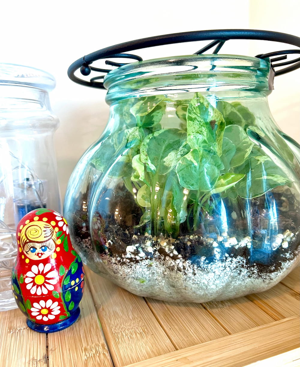 Fall 2023 houseplant tour with video | See the latest plant updates ...