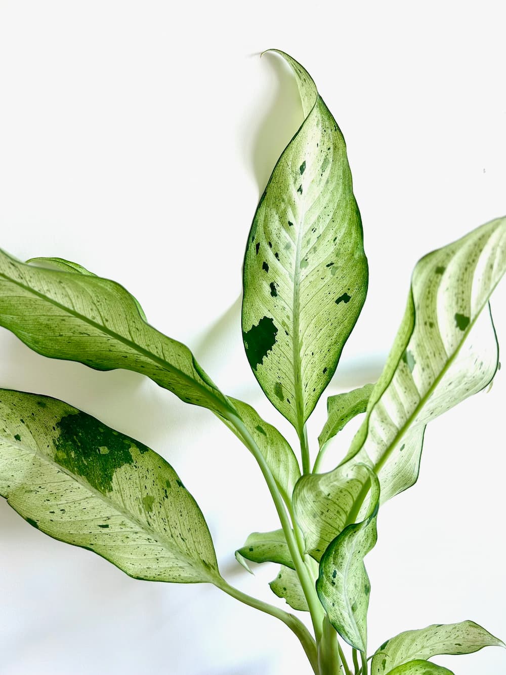 How to Repot Dieffenbachia (Dumb Cane) | With Video Tutorial | Sprouts ...