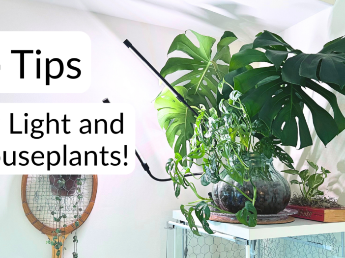 Plant Care & Propagation Archives | Sprouts and Stems