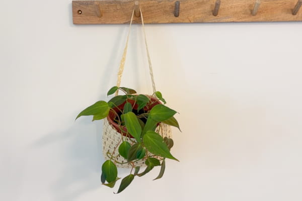6 Budget-friendly, creative plant hanger ideas (with video) | Sprouts ...