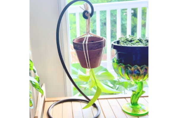 6 Budget-friendly, creative plant hanger ideas (with video) | Sprouts ...