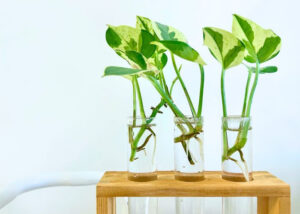 How to grow pothos from cuttings the easiest way (with video tutorial ...