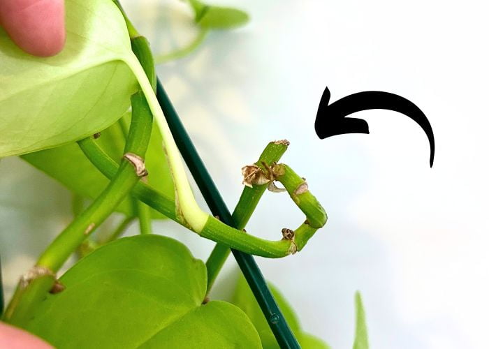 Pruning pothos to encourage growth and a fuller plant (with video ... Pruning pothos to encourage growth and a fuller plant (with video ...