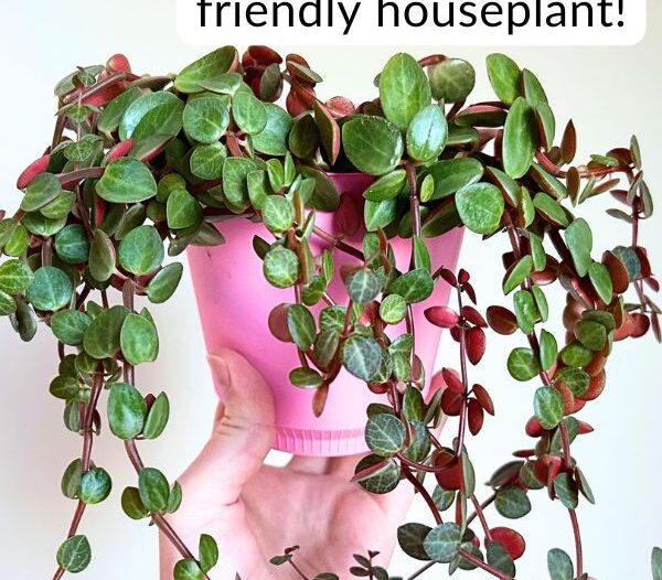 Plant Care & Propagation Archives | Sprouts and Stems