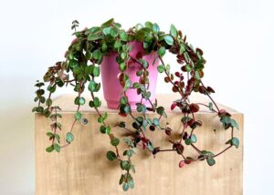 Peperomia verticillata (red log) care | A perfect beginner plant (with ...