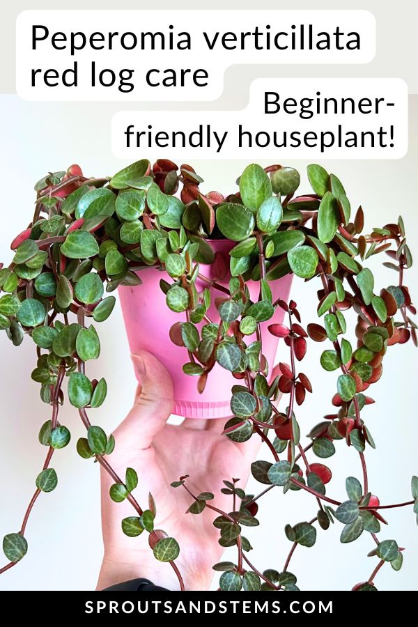 Peperomia verticillata (red log) care | A perfect beginner plant (with ...